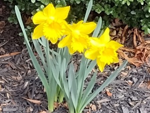 Rejoice in spring | Defeat Despair