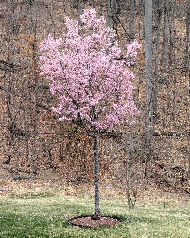 Rejoice in spring | Defeat Despair